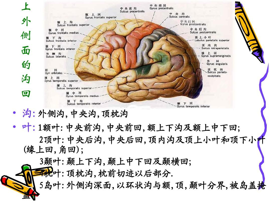脑电信号分析2脑信号生理学基础